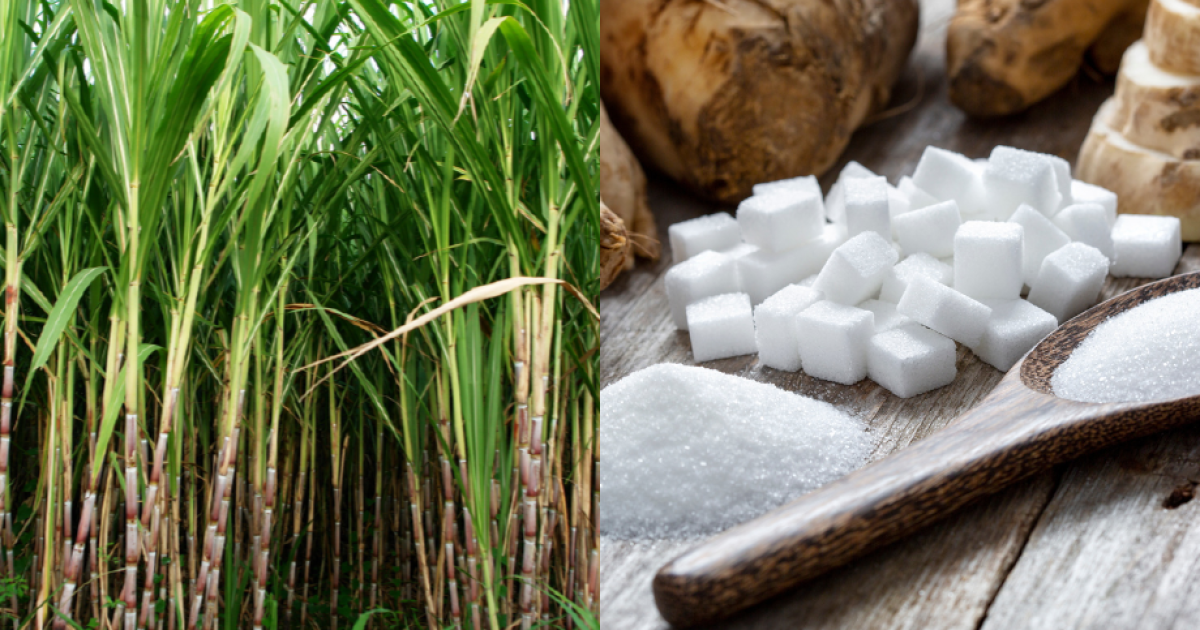 Farm to table | World Sugar Research Organisation